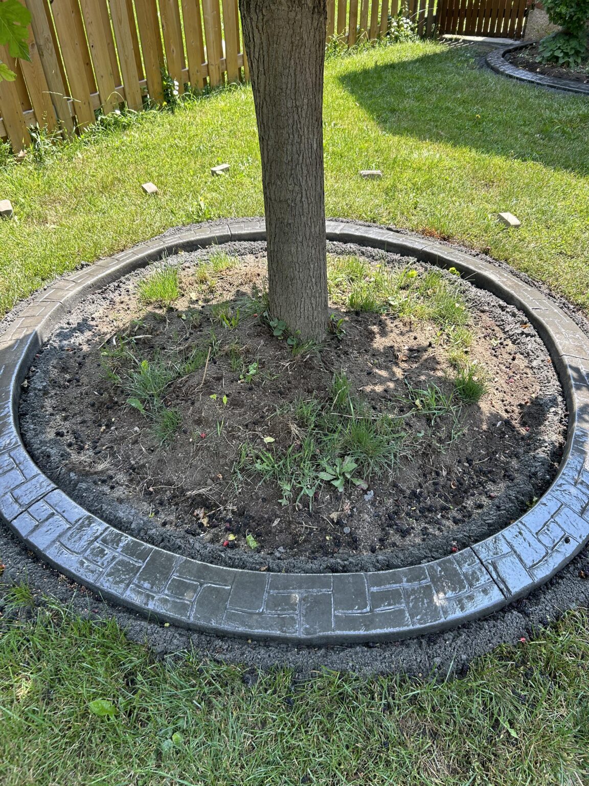 Cement Tree Circles